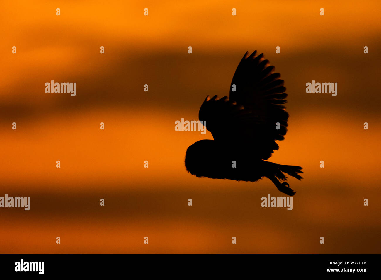 Barn owl with negative space hi-res stock photography and images - Alamy