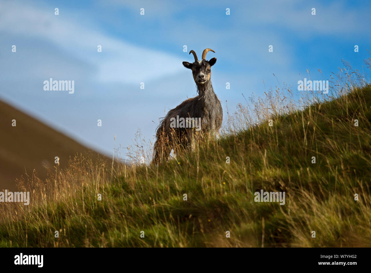 Feral goat (Capra aegagrus) on hillside, Scotland, UK, August Stock ...