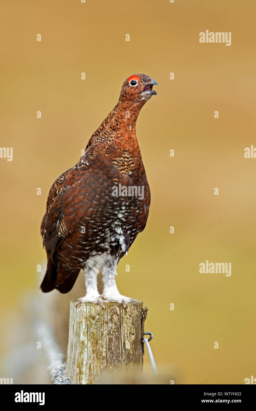 Red grouse hi-res stock photography and images - Alamy