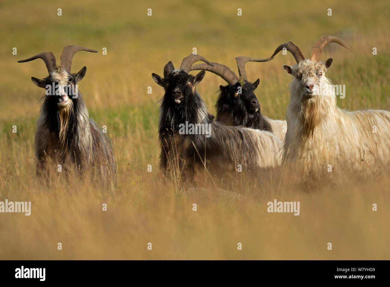 Feral goats scotland hi-res stock photography and images - Alamy