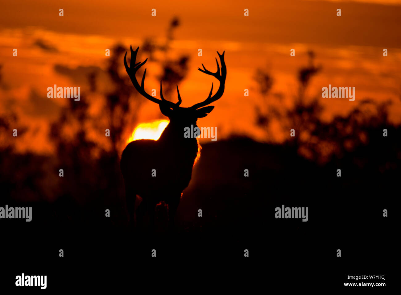 Red deer (Cervus elaphus) silhouetted at sunset. Wales, UK, September ...