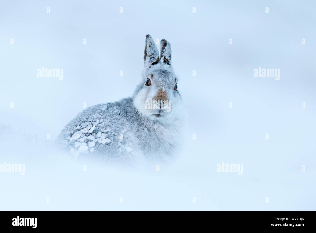 Scotland hare december hi-res stock photography and images - Alamy