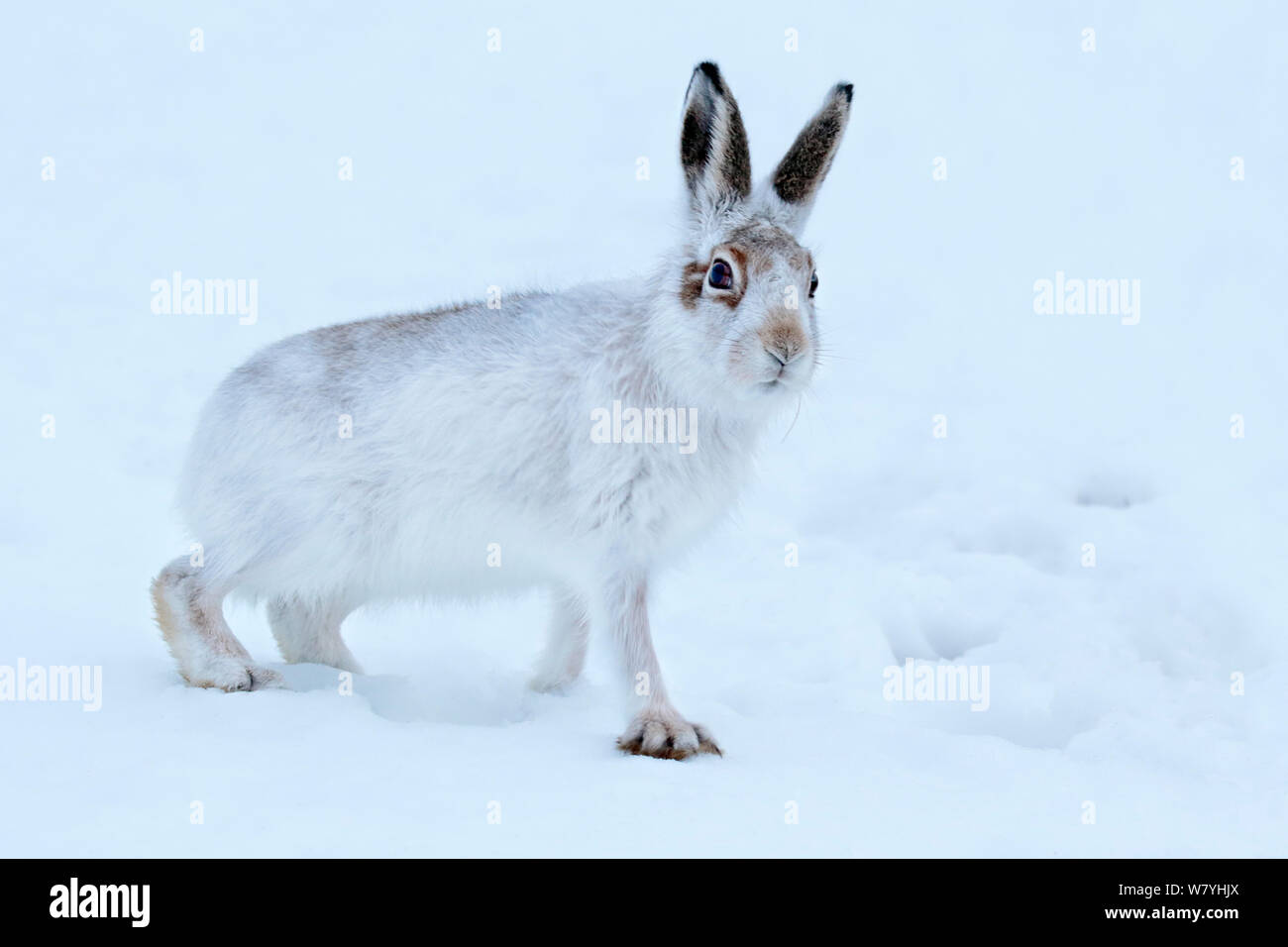 Scotland hare december hi-res stock photography and images - Alamy