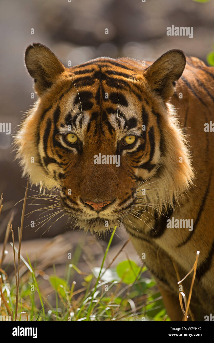 Endangered tiger animal hi-res stock photography and images - Alamy