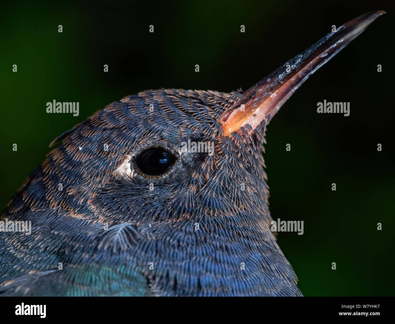 Closeup fauna hi-res stock photography and images - Alamy