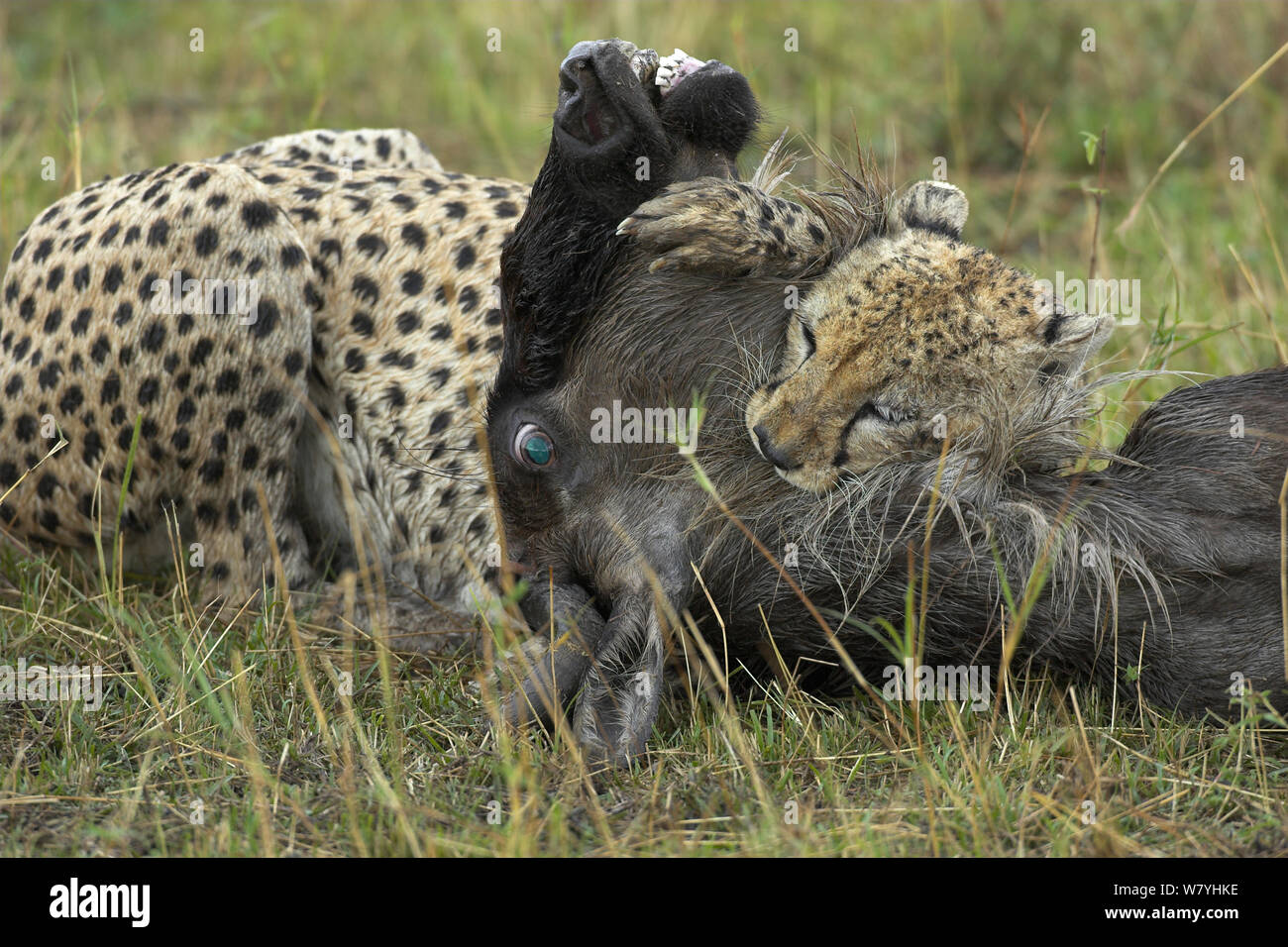 Male cheetah killing wildebeest hi-res stock photography and images - Alamy