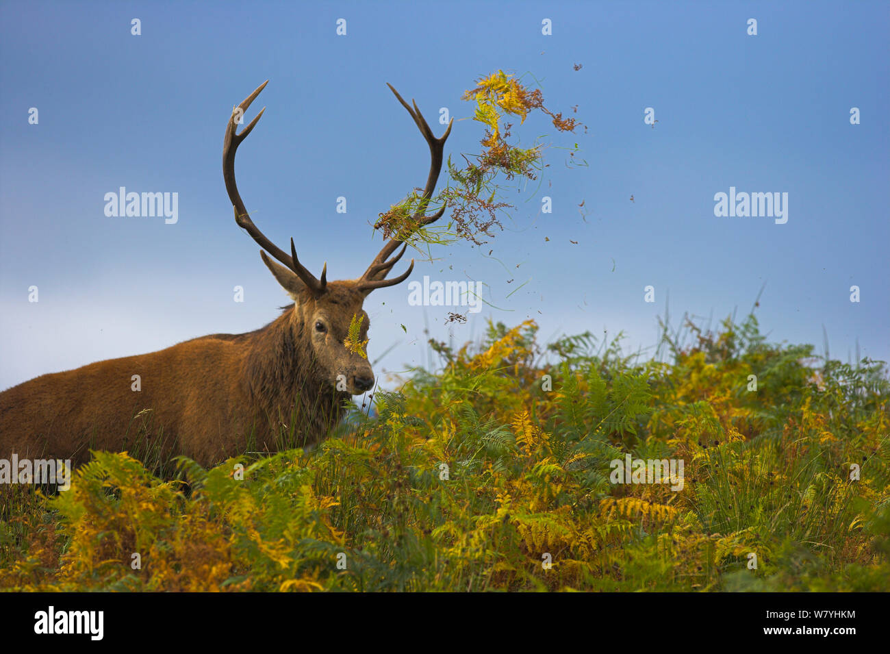 Scottish elk hi-res stock photography and images - Alamy