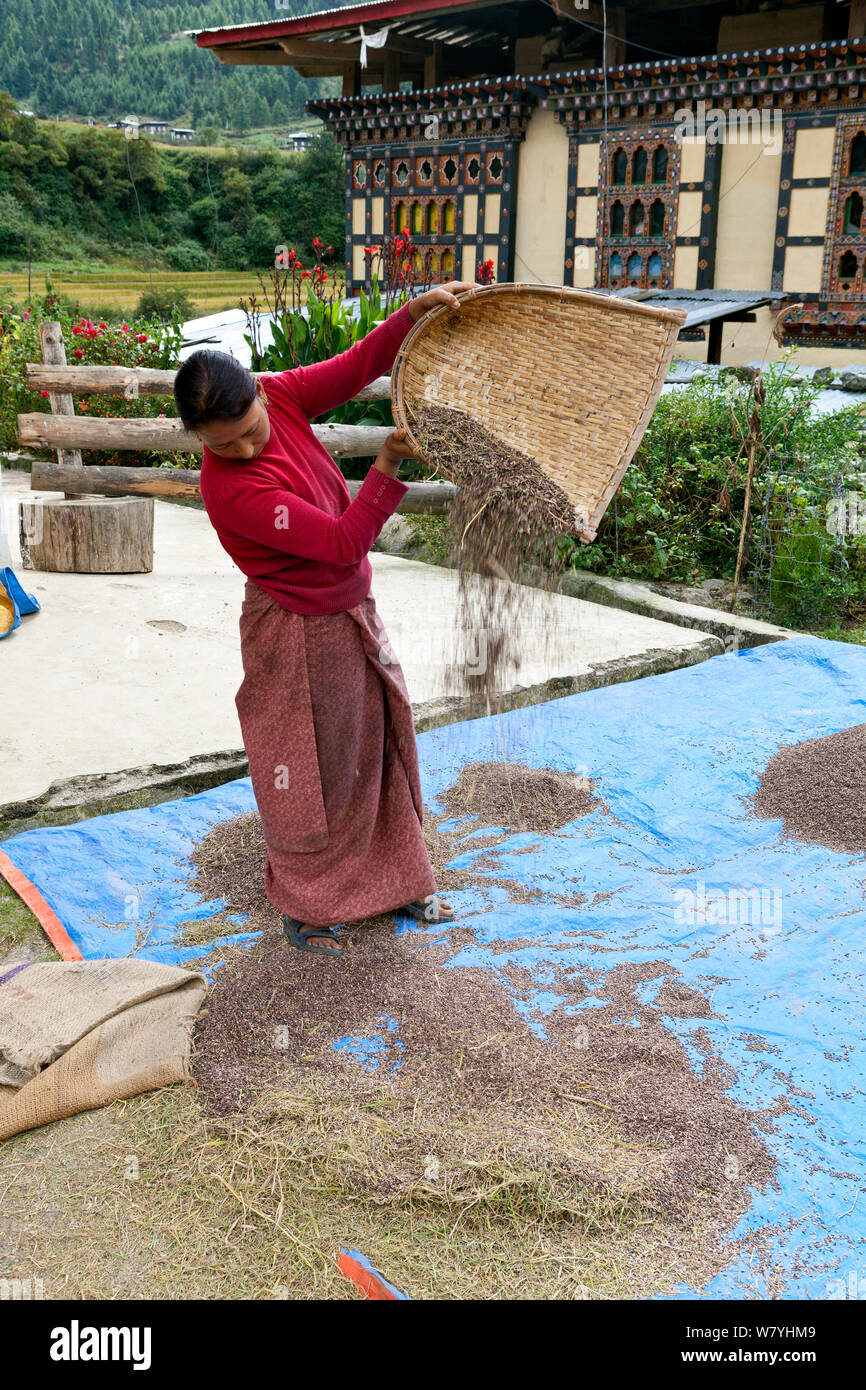 Farm woman separating rice from the chaff, Paro River Valley along the ...