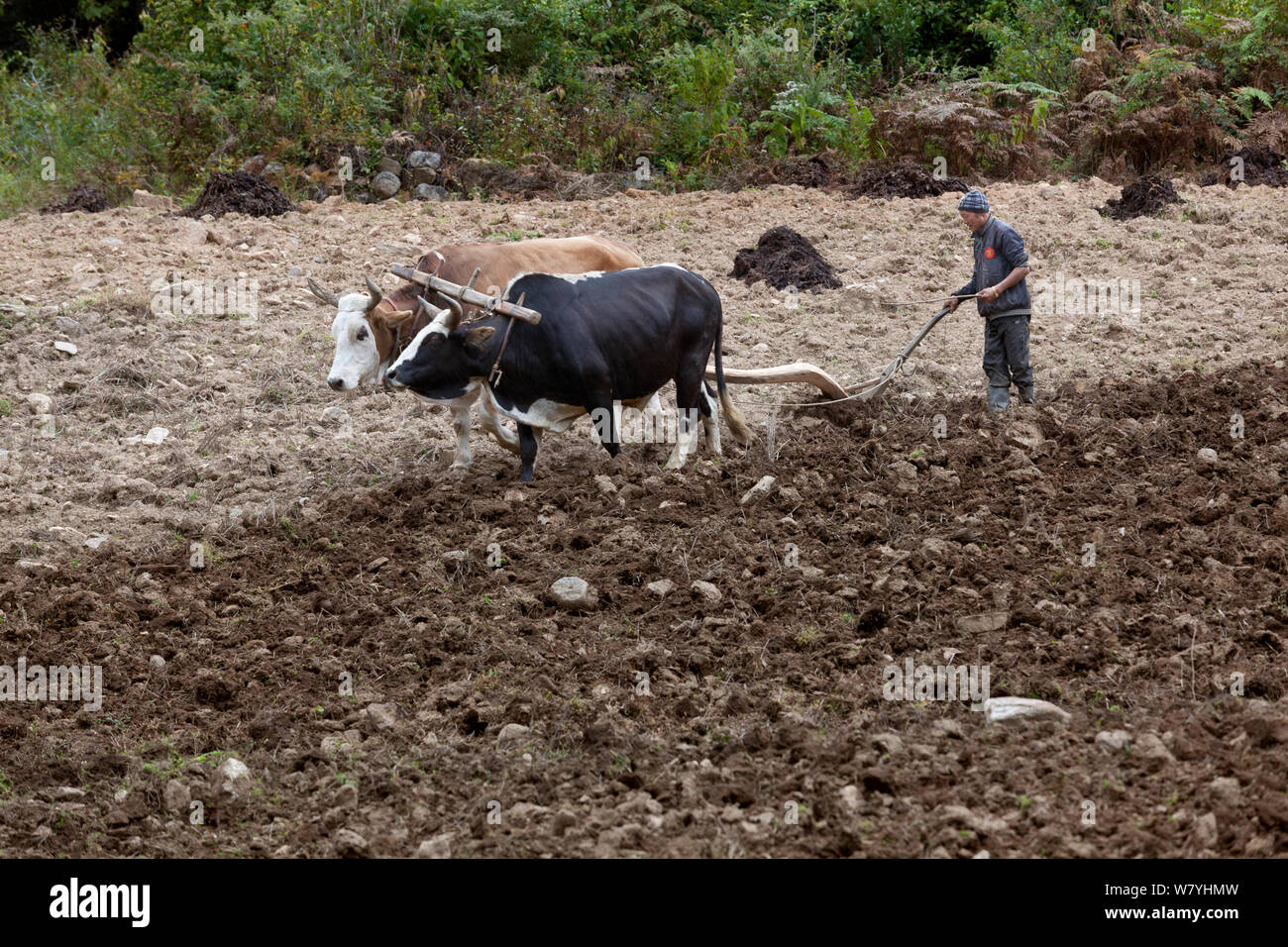 Farmer plowing field hi-res stock photography and images - Alamy