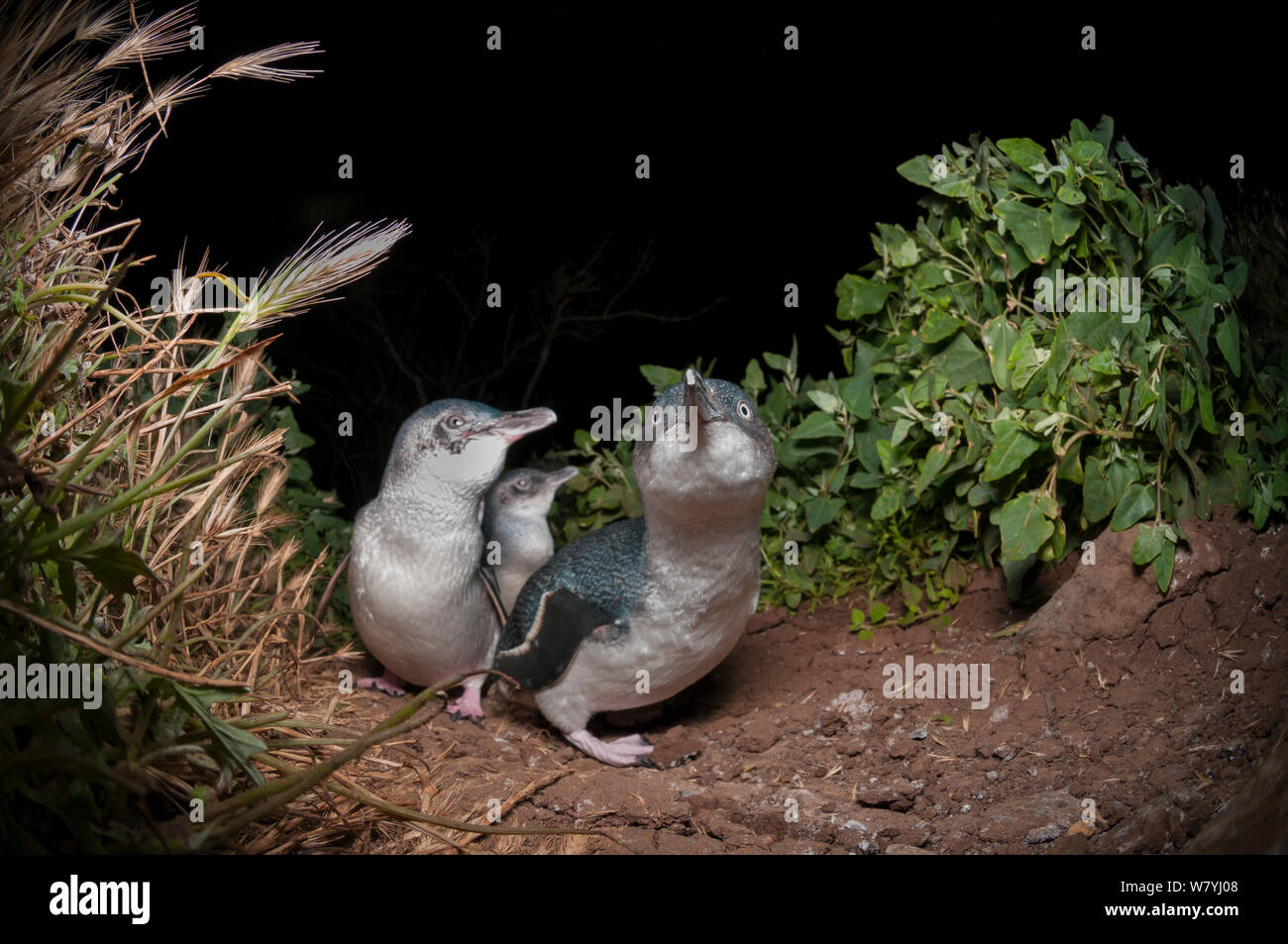 Little blue penguin (Eudyptula minor) walking along pathway to nesting ...