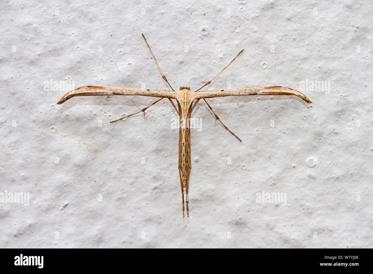 Common plume moth (Emmelina monodactyla) resting on whitewashed wall ...