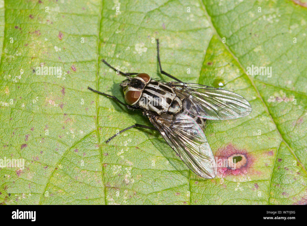 Fly (Graphomya maculata) female, Brockley cemetery, Lewisham, London ...