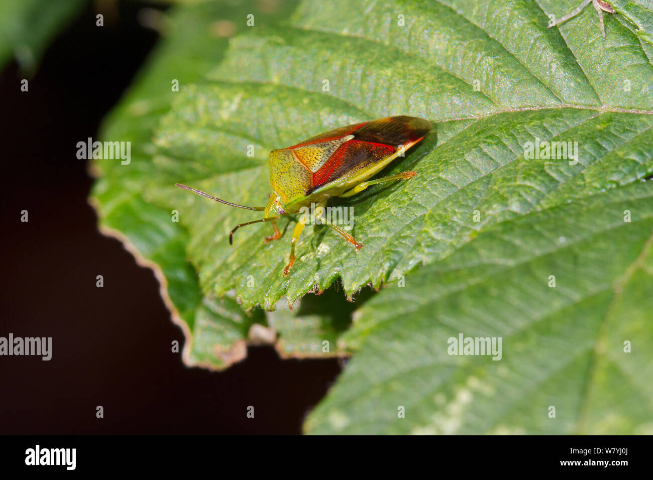 Birch shield bug (Elasmostethus interstinctus) on leaf, Brockley ...
