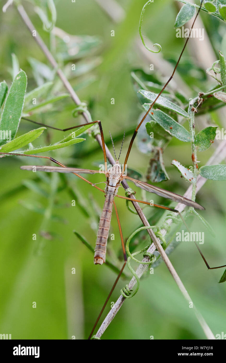 Crane-fly (Tipula paludosa), Sutcliffe Park Nature Reserve, Eltham ...