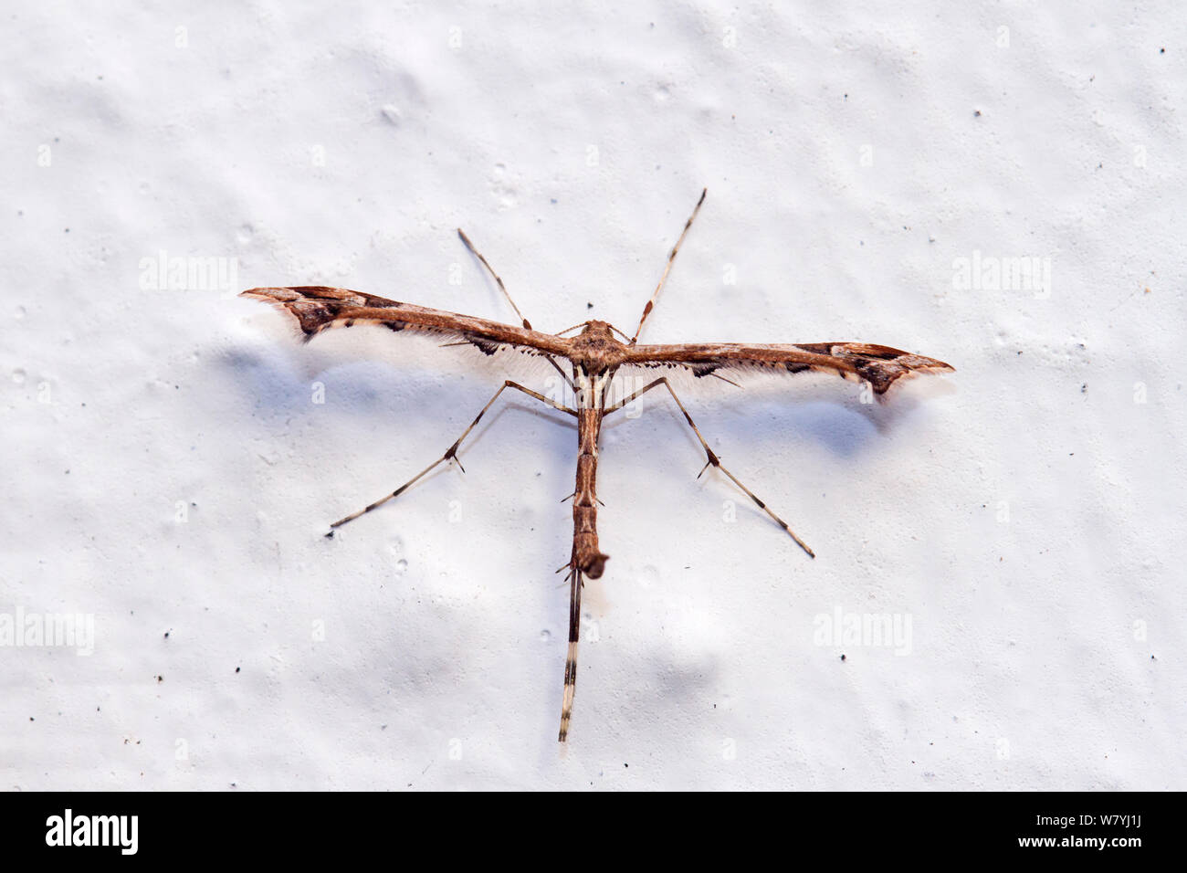 Beautiful plume hi-res stock photography and images - Alamy