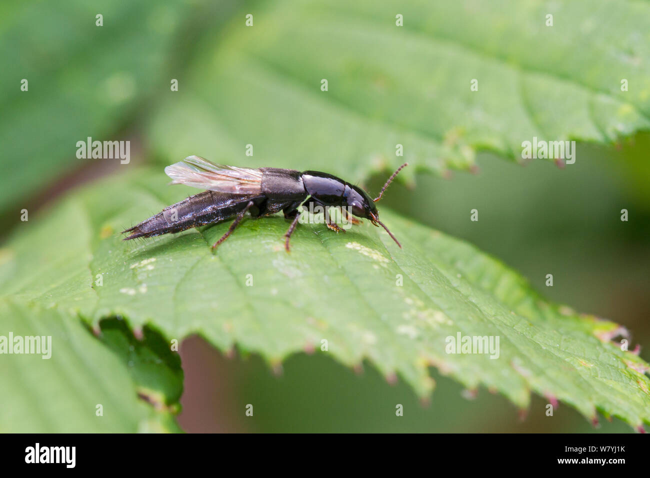 Rove beetle (Quedius Sp) on leaf, Brockley cemetery, Lewisham, London ...