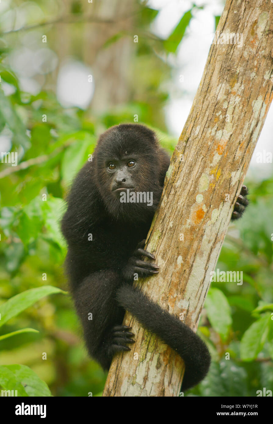 Mexican black howler monkey alouatta pigra hi-res stock photography and ...