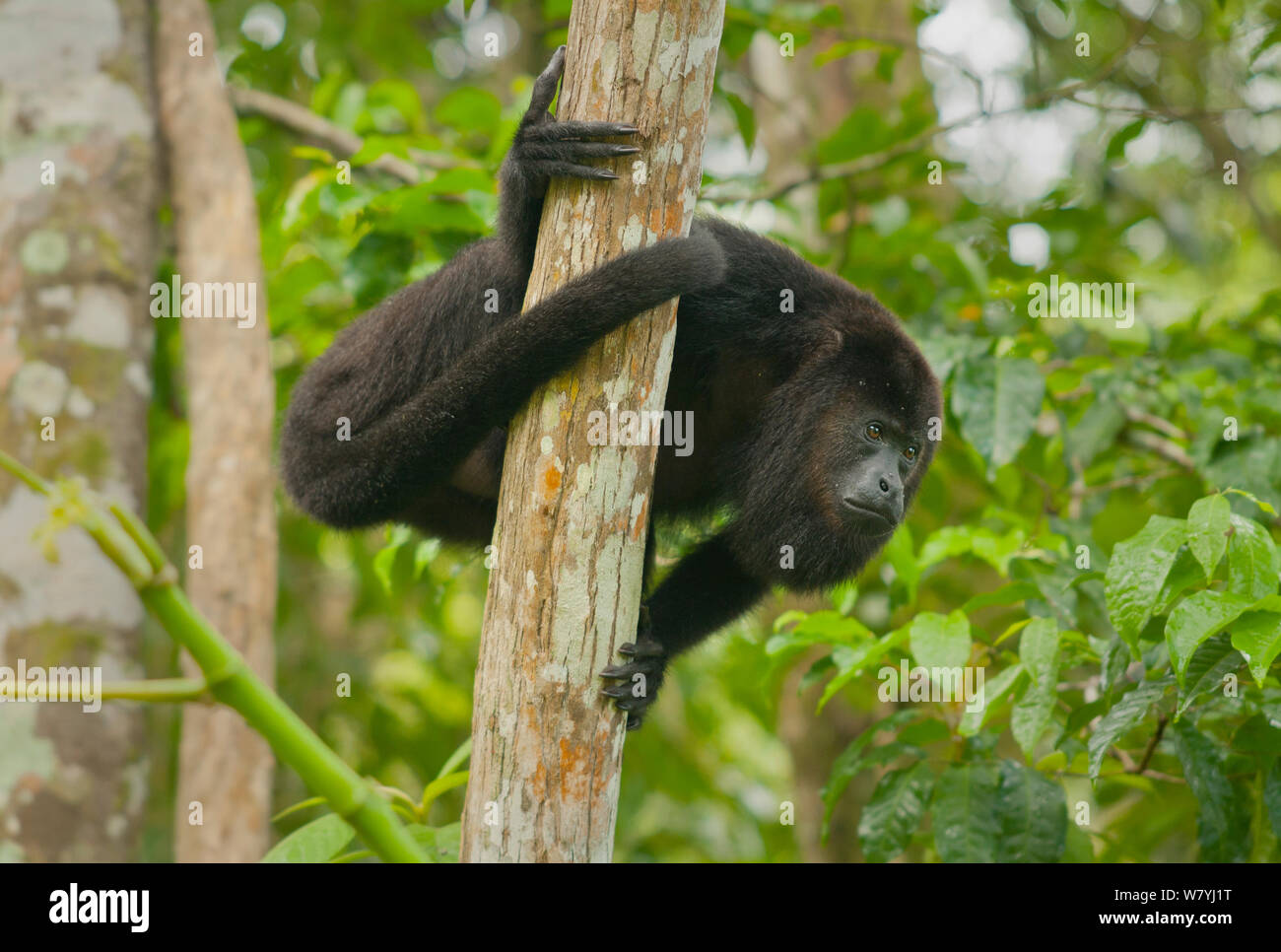 Guatemalan howler monkey hi-res stock photography and images - Alamy