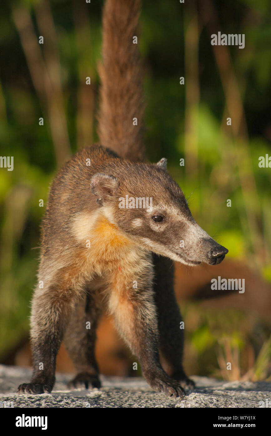 Cozumel Coati (Nasua nelsoni) Cozumel Island, Mexico. Critically ...