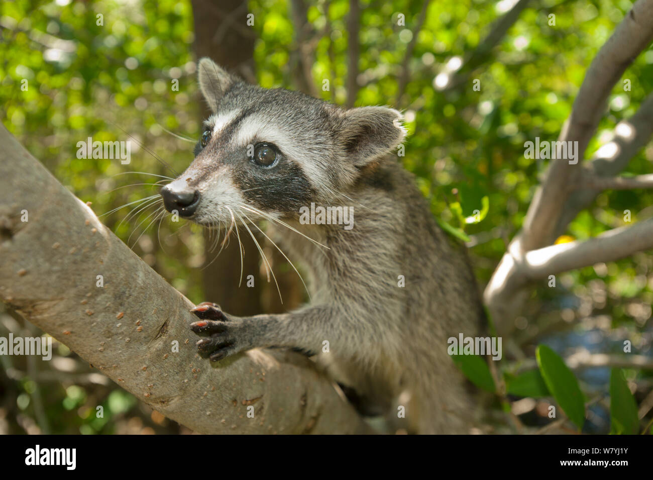Pygmy Raccoon (Procyon pygmaeus) climbing tree, Cozumel Island, Mexico ...