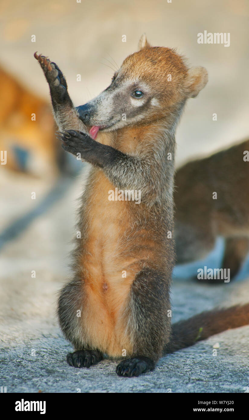 Cozumel Coati (Nasua nelsoni) grooming paw, Cozumel Island, Mexico ...