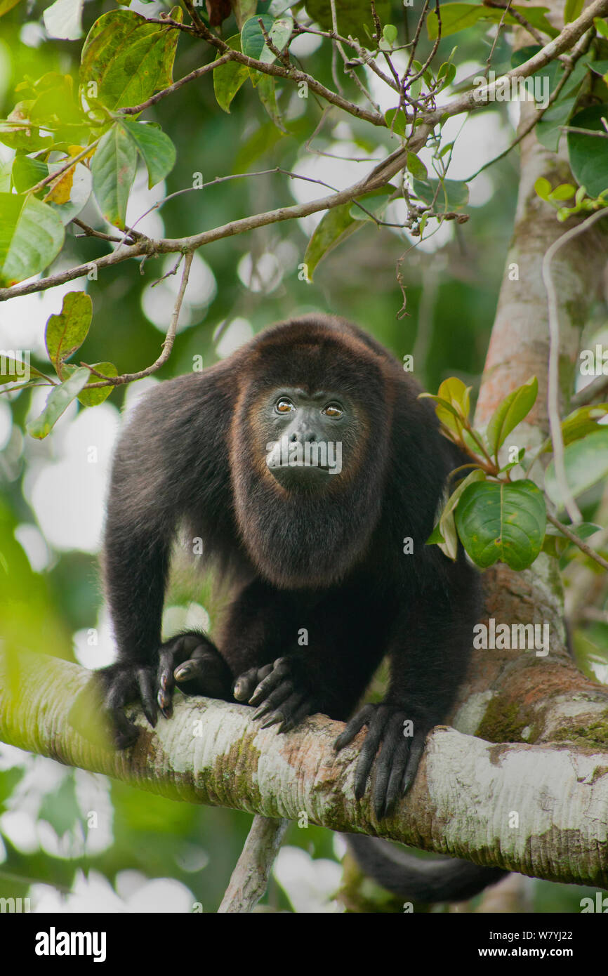 Guatemalan howler monkey hi-res stock photography and images - Alamy