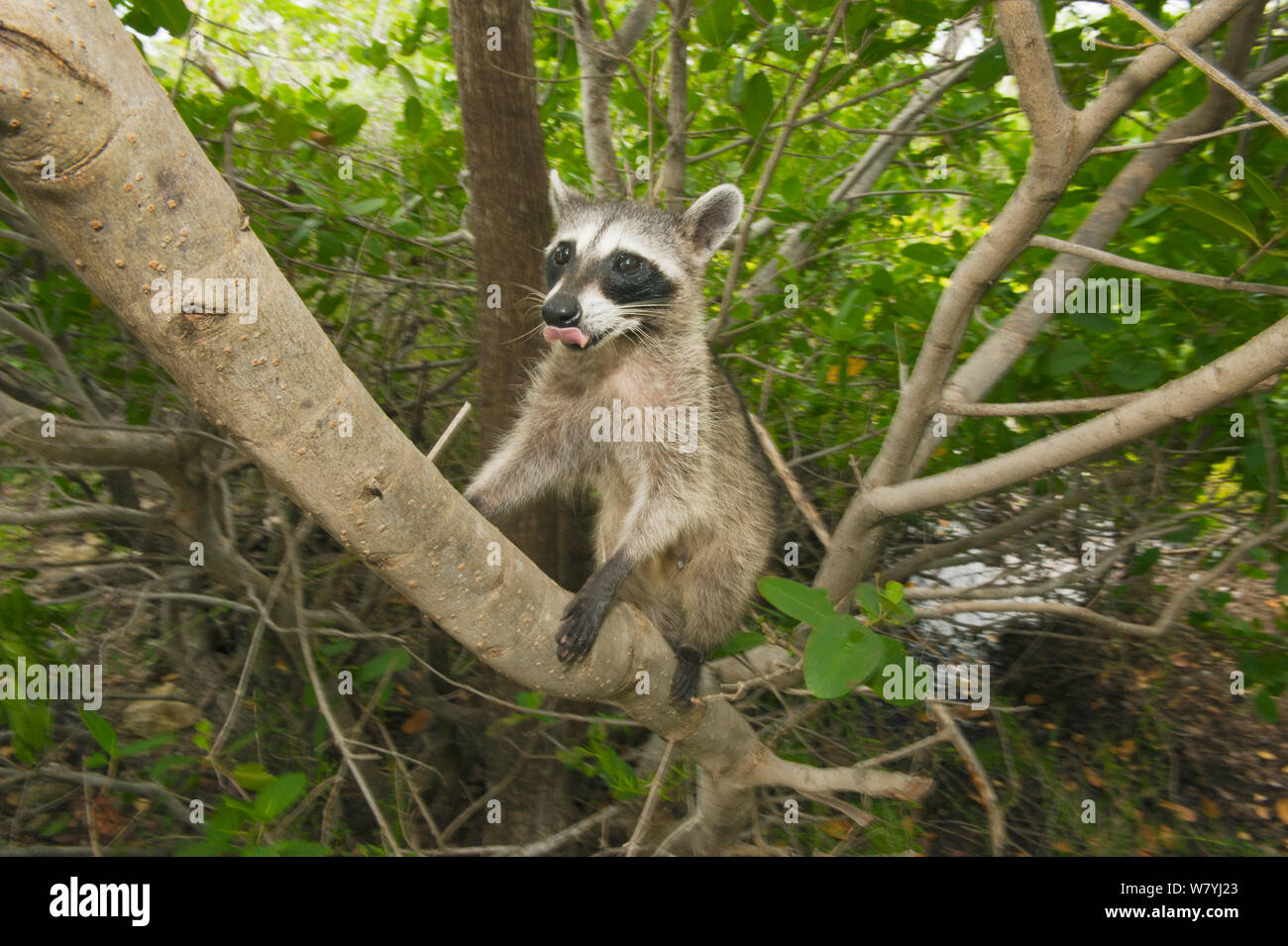 Pygmy Raccoon (Procyon pygmaeus) climbing tree, Cozumel Island, Mexico ...