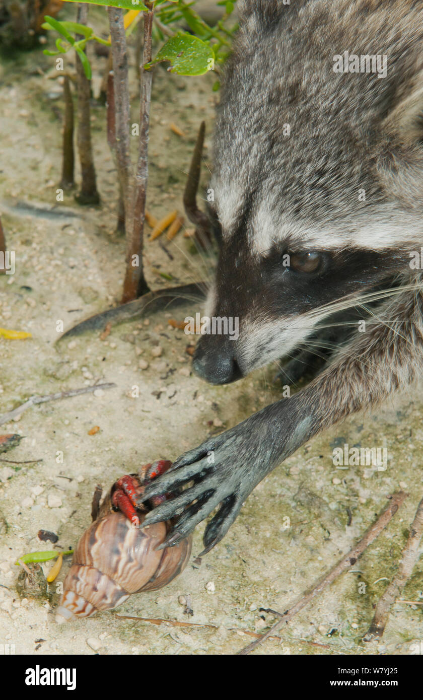 Pygmy Raccoon (Procyon pygmaeus) picking up hermit crab, Cozumel Island ...
