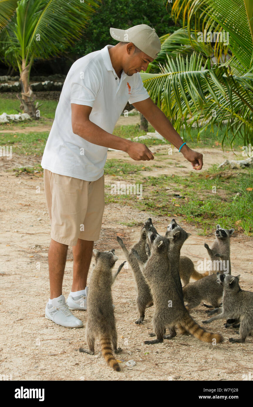 Tourist feeding Pygmy Raccoons (Procyon pygmaeus) Cozumel Island ...