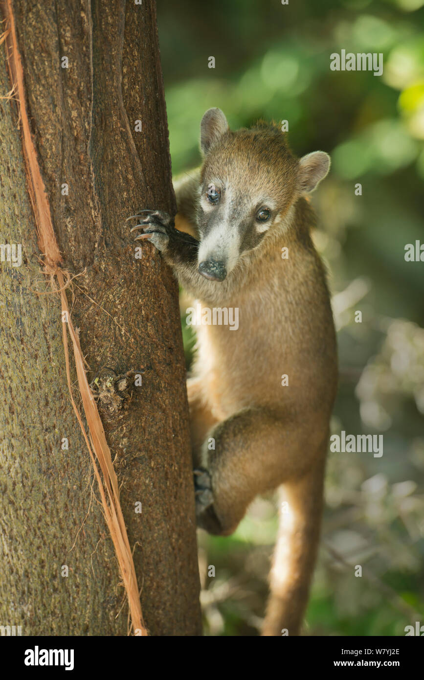 Coati mexico hi-res stock photography and images - Alamy