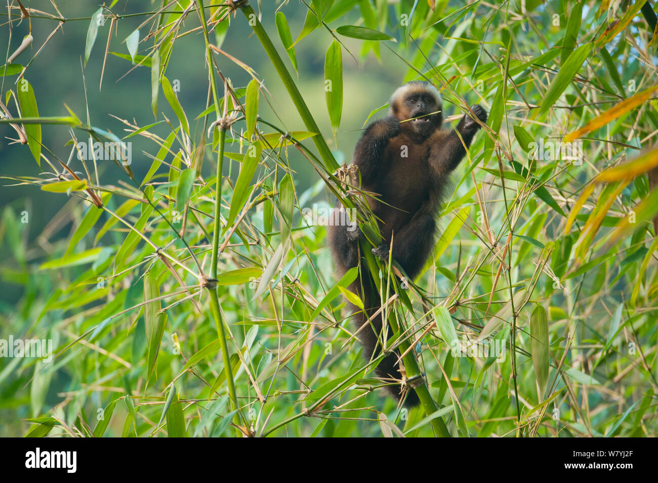 Large headed capuchin (Sapajus macrocephalus) Manu National Park ...
