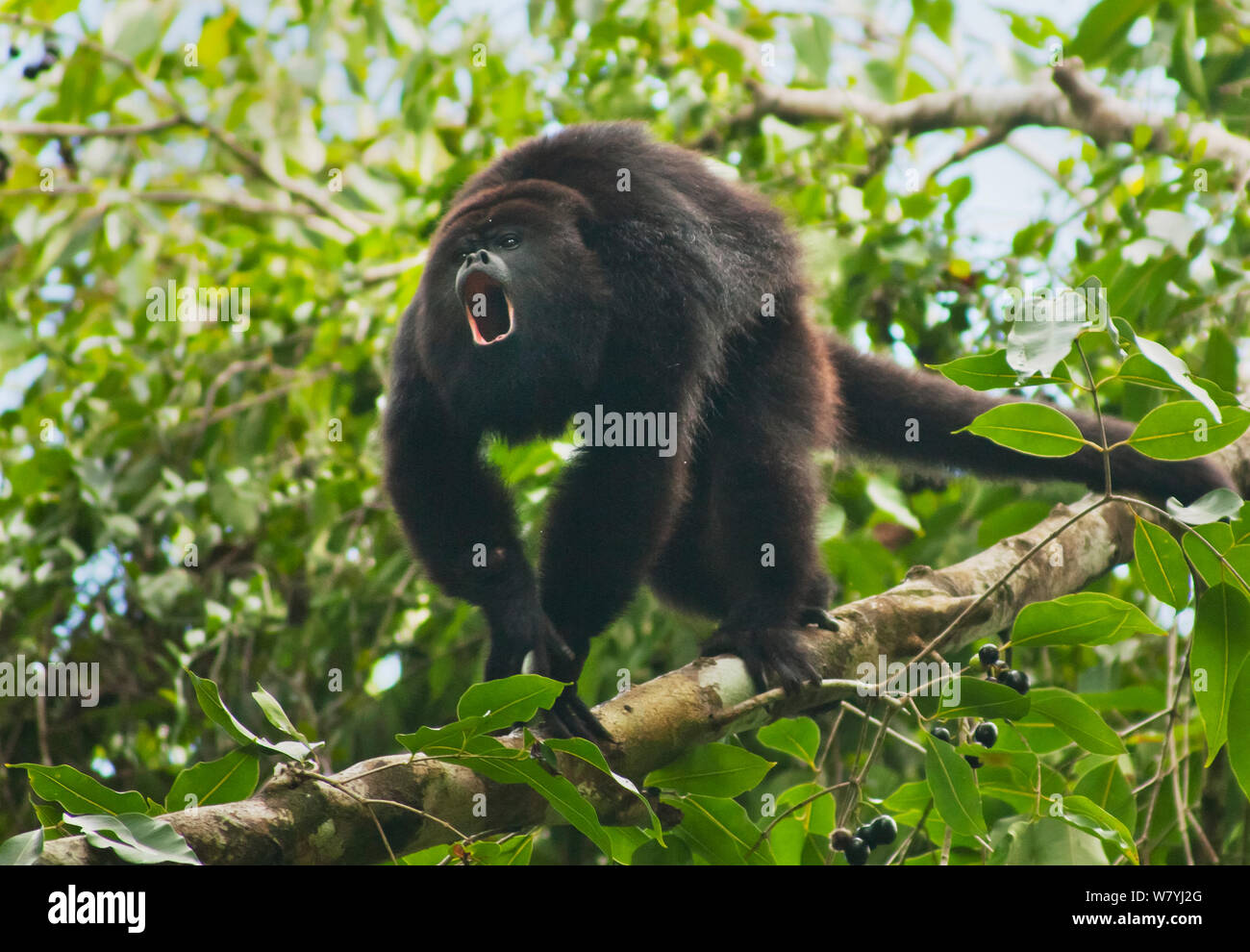 Yucatan howler monkey hi-res stock photography and images - Alamy