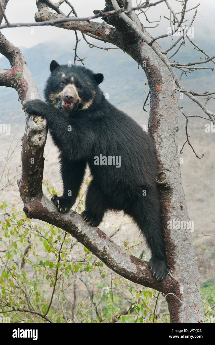 Spectacled bear peru hi-res stock photography and images - Alamy