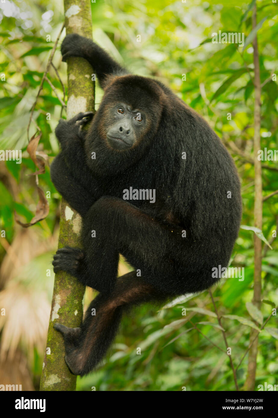 Guatemalan Black Howler Monkey (Alouatta pigra) Community Baboon ...
