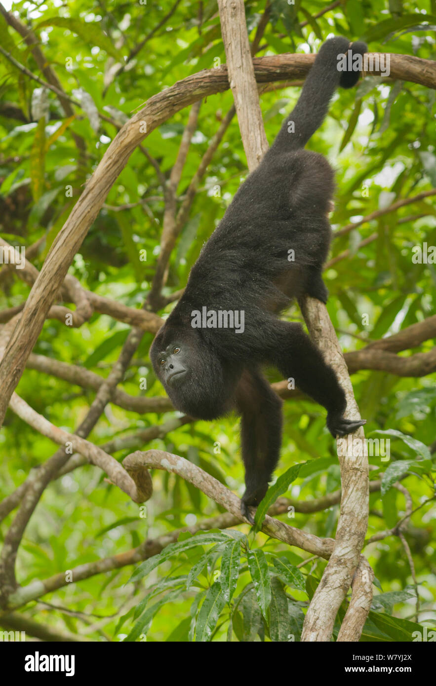 Yucatan black howler hi-res stock photography and images - Alamy