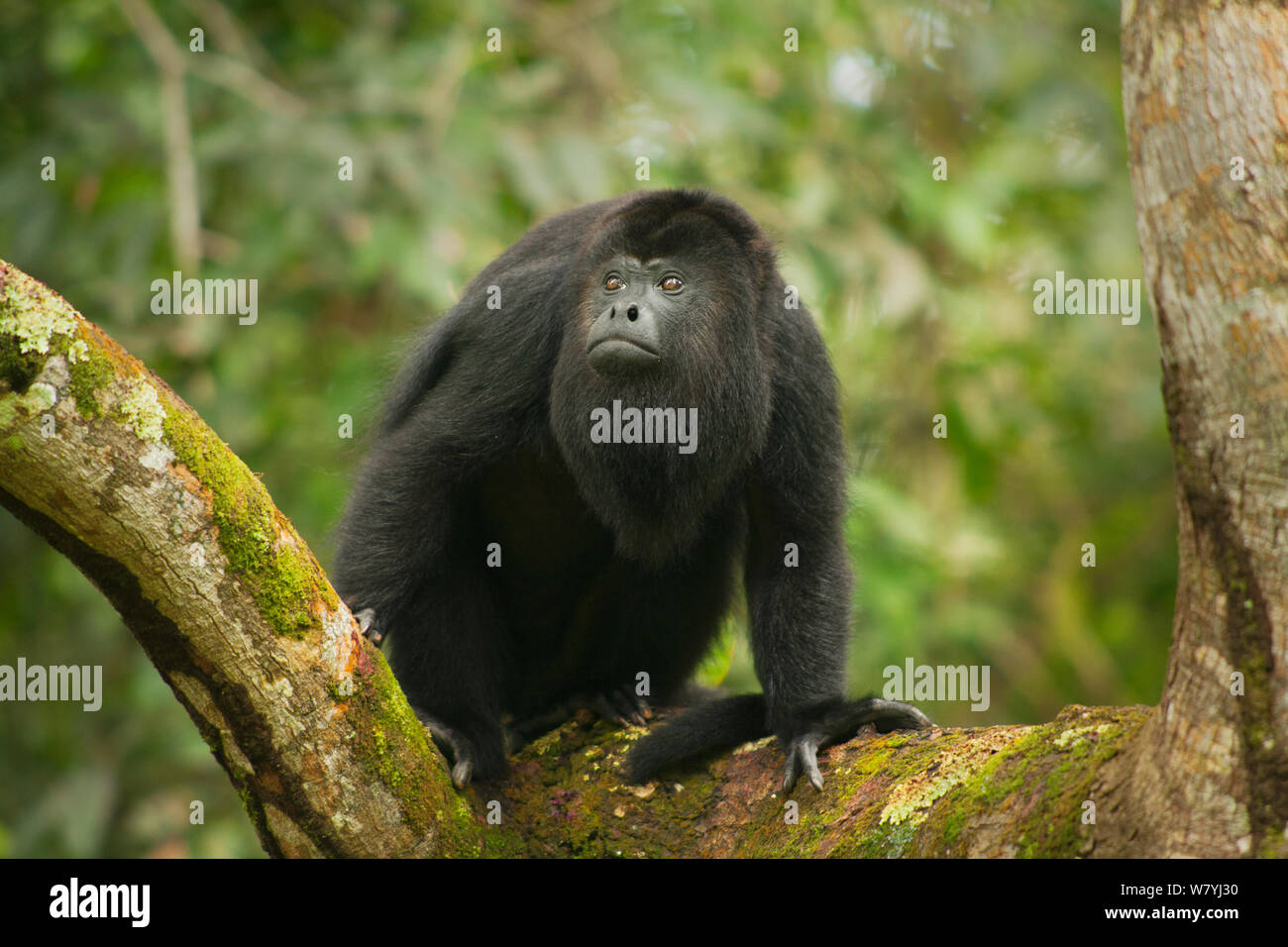 Black howler monkey alouatta pigra hi-res stock photography and images ...