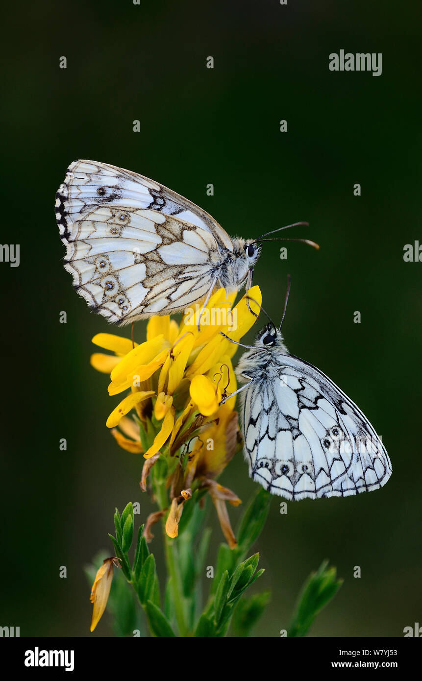 Satyrid butterflies hi-res stock photography and images - Alamy