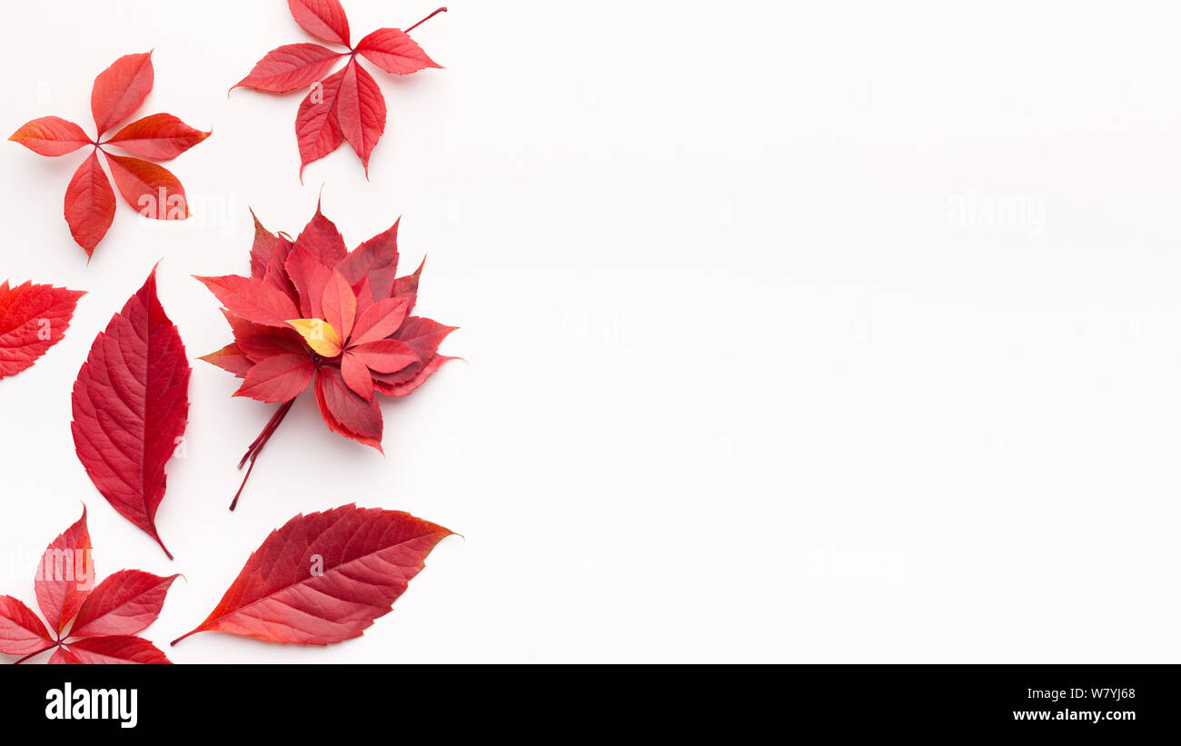 Bright red dead leaves on white background Stock Photo - Alamy
