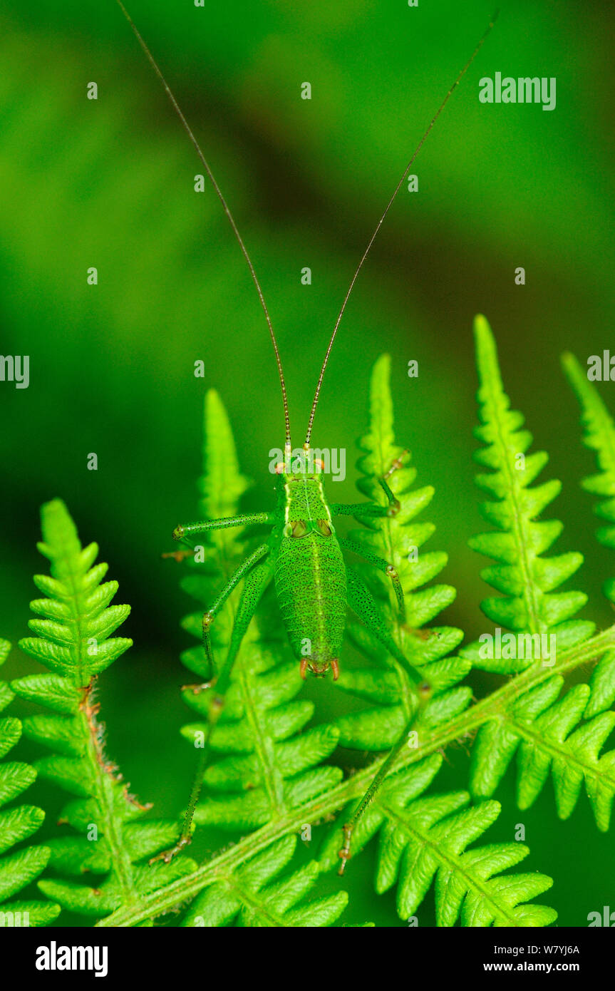 Speckled bush-cricket (Leptophyes punctatissima) on fern fronds. Dorset ...
