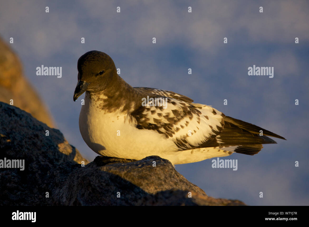 Cape Petrel (Daption capense) on rocks, Antarctica Stock Photo - Alamy