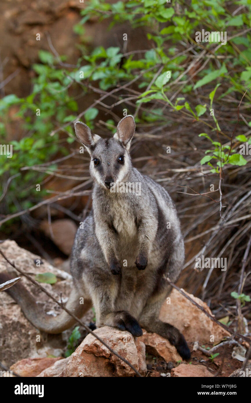 Black-footed rock wallaby (Petrogale lateralis), Cape range National ...