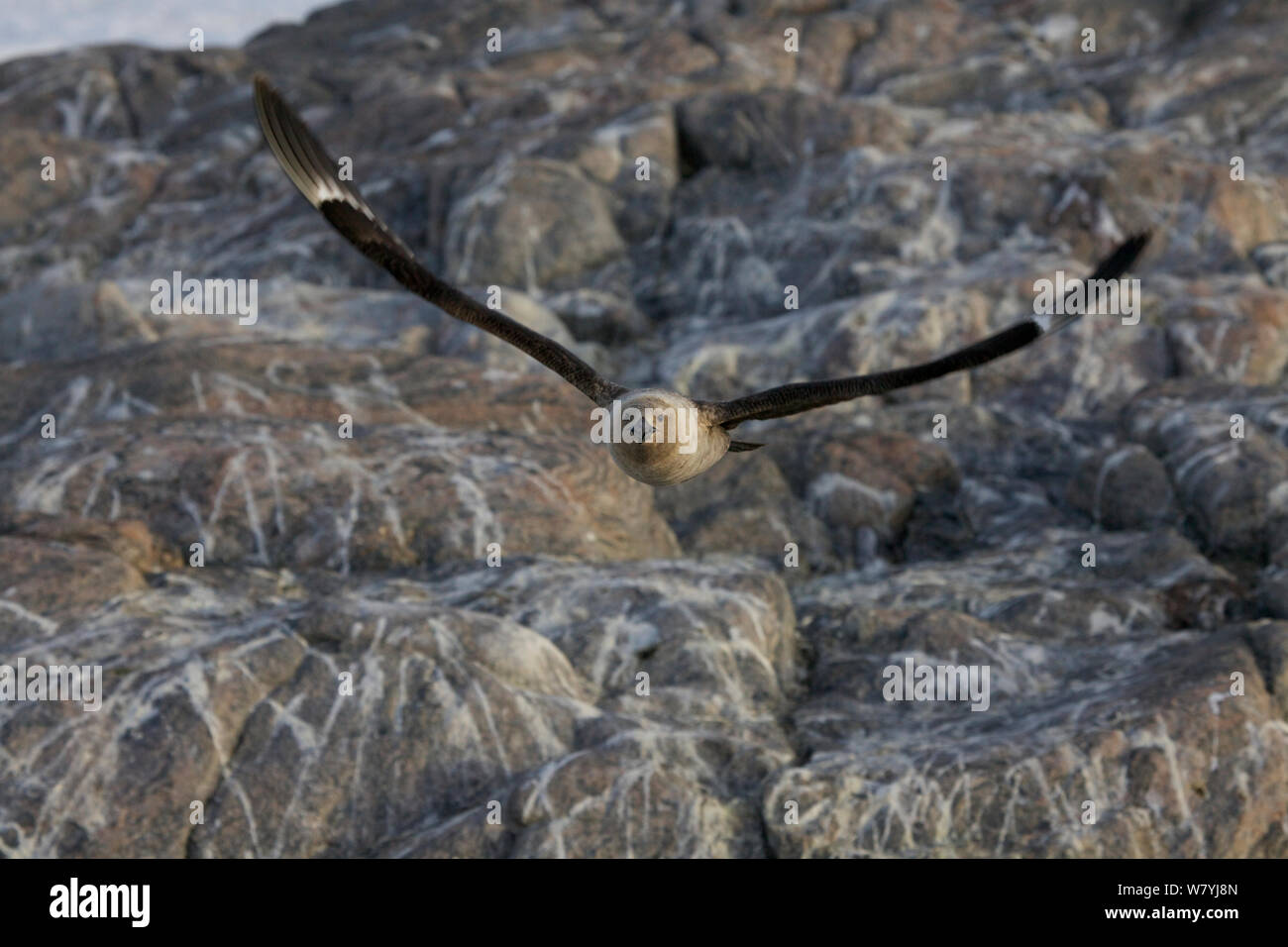 Southern Skua High Resolution Stock Photography and Images - Alamy