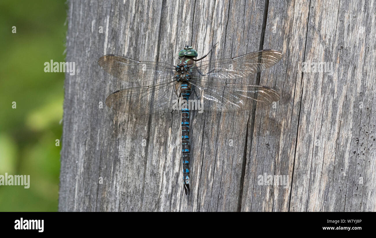 Isojarvi national park hi-res stock photography and images - Alamy