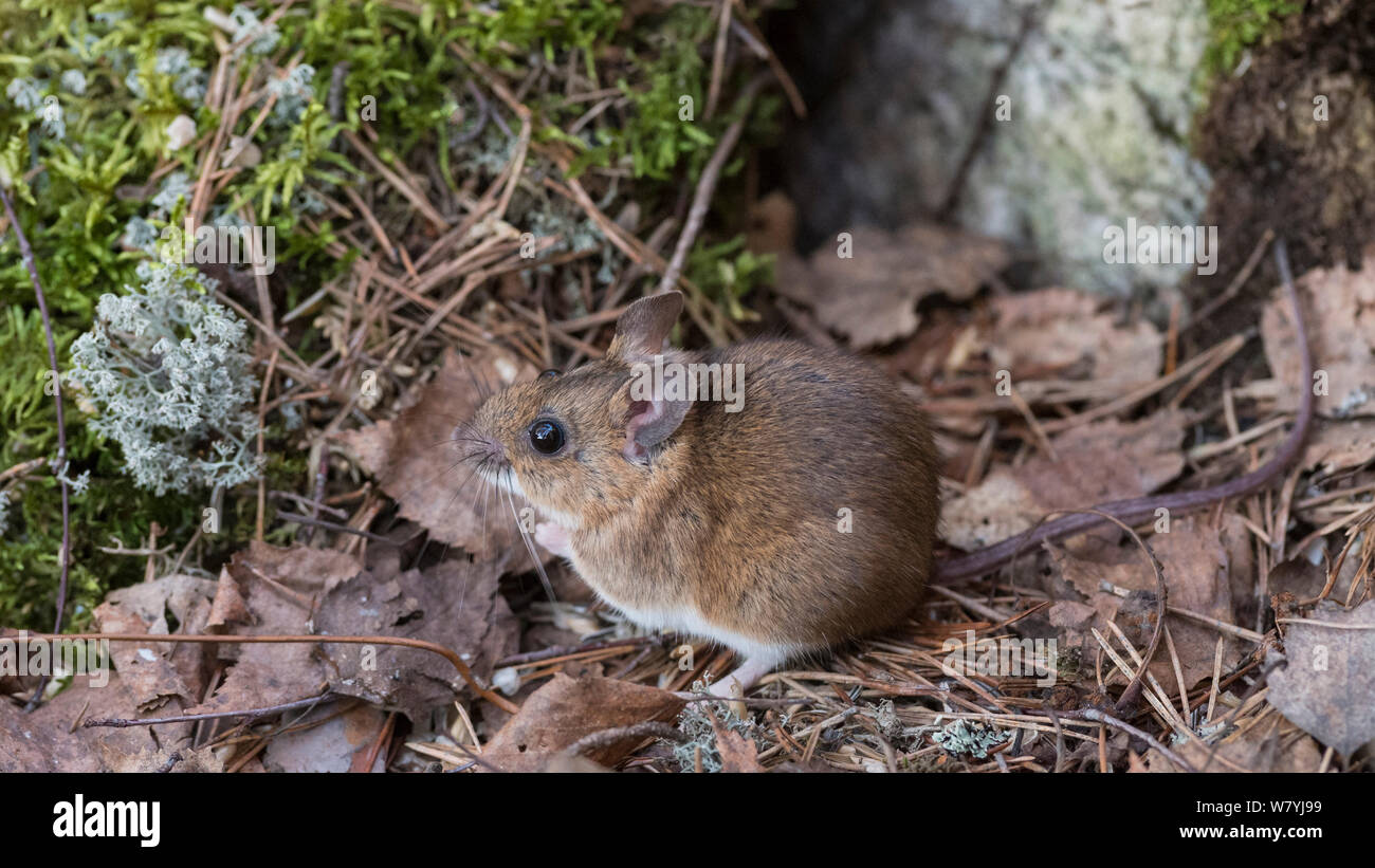 Villielain hi-res stock photography and images - Alamy