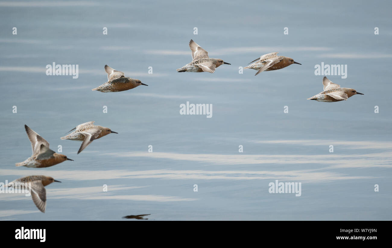 Lintu hi-res stock photography and images - Alamy