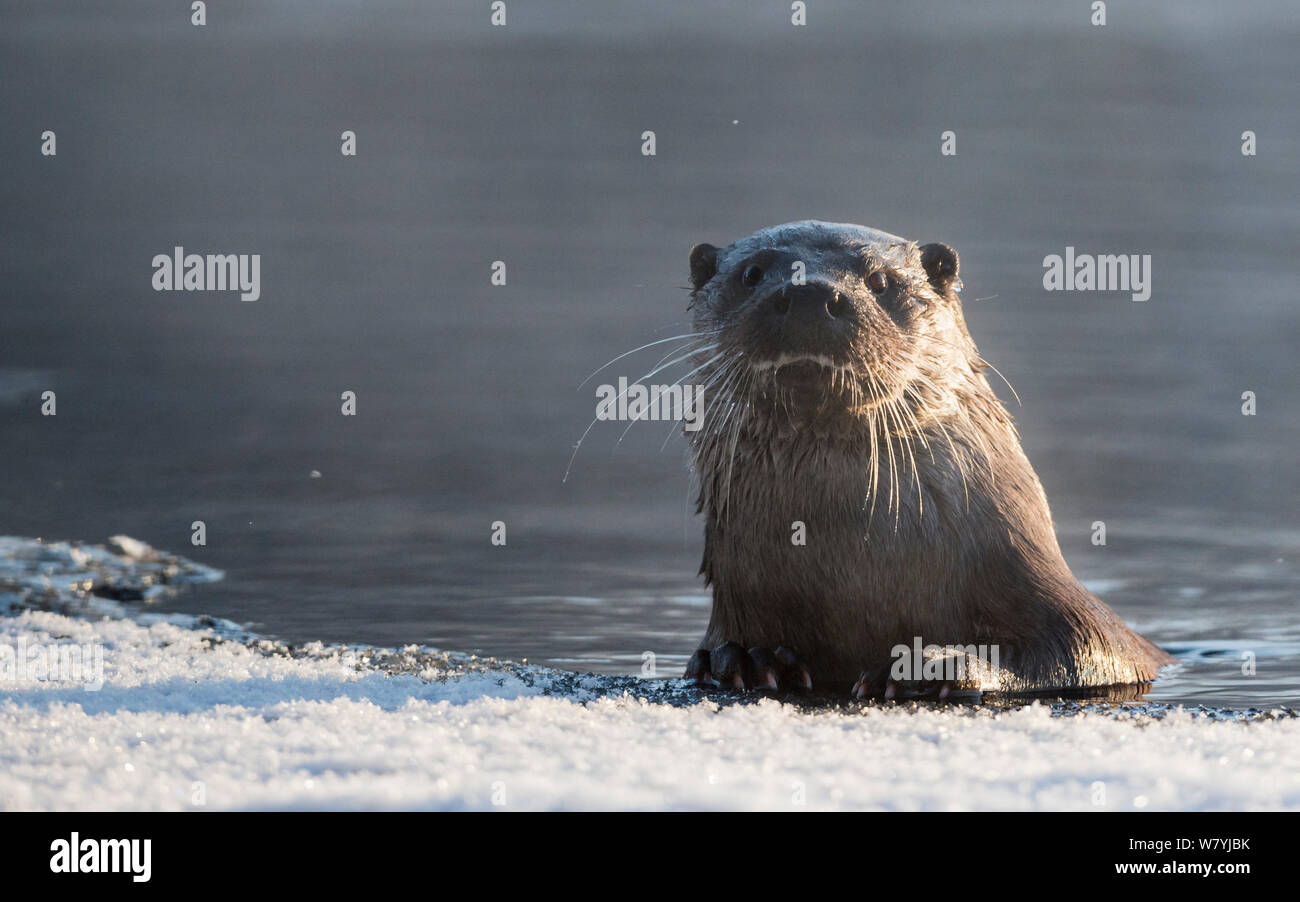 Saukko hi-res stock photography and images - Alamy