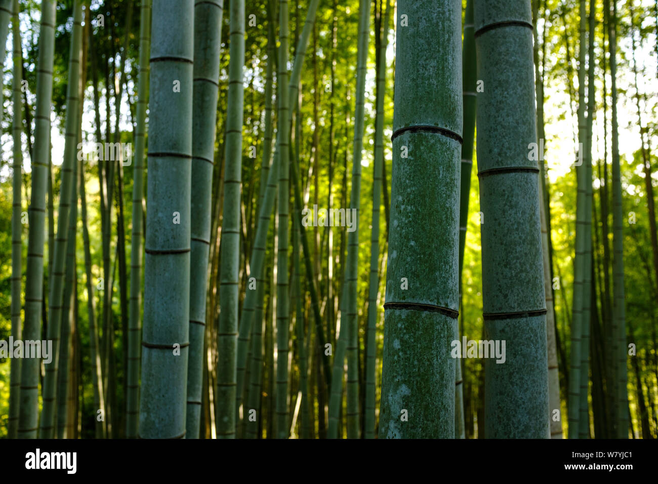 Close up shot of bamboo tree trunks in bamboo forest, Arashiyama, Japan ...