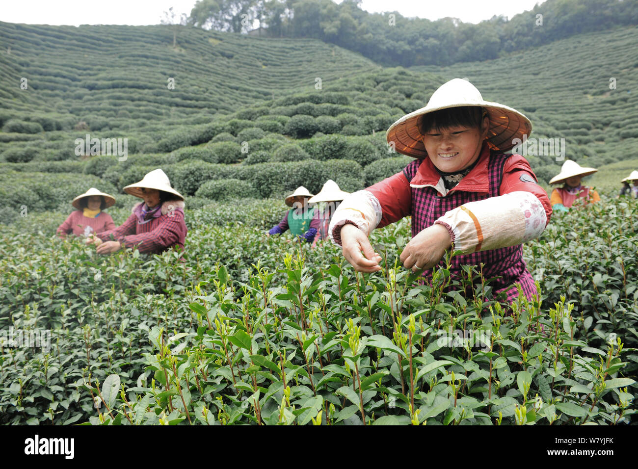 Tea Plantation Of China Tea Farmers Welcome Spring Tea Harvest Across