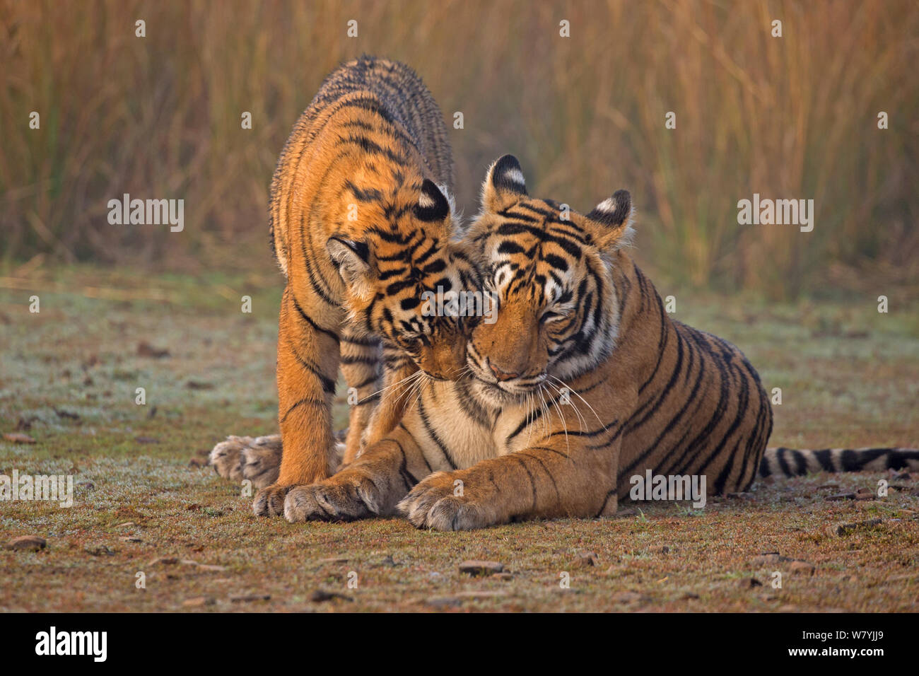 Bengal tiger cub family hi-res stock photography and images - Alamy
