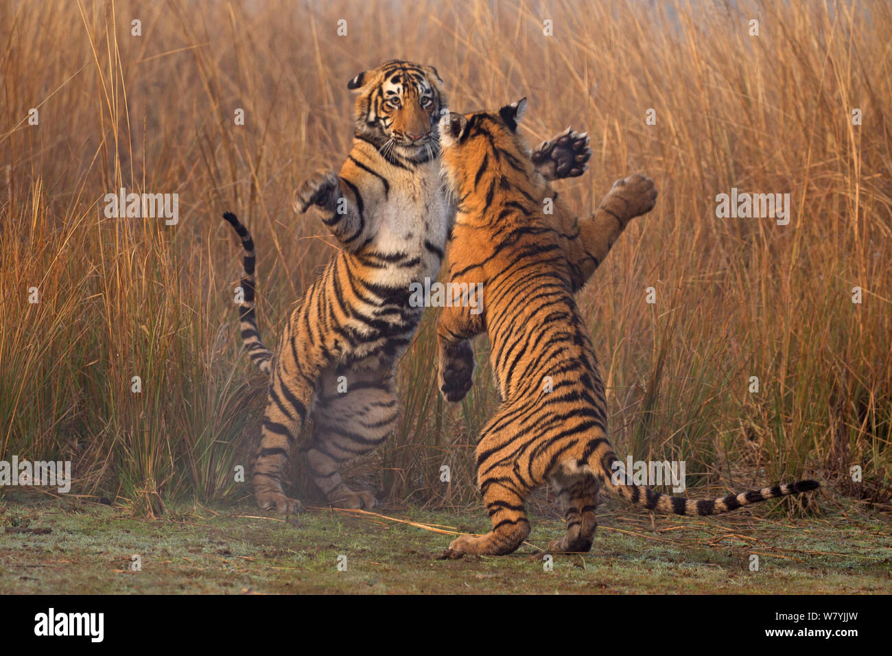 Bengal tiger (Panthera tigris tigris) 11 month cubs play fighting ...